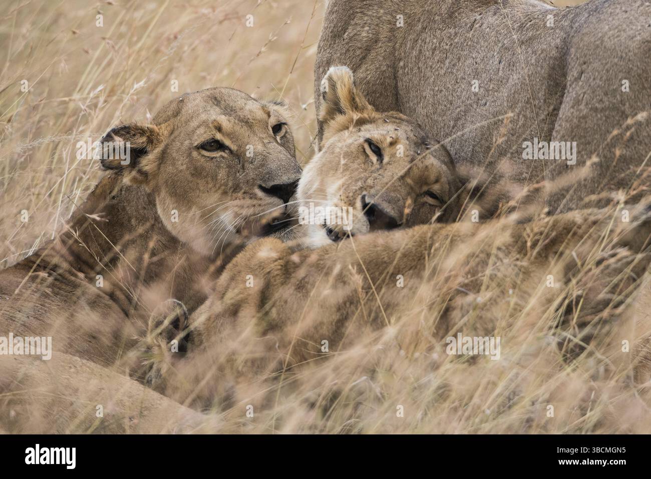 Adult, africa, african, animal, background, big, carnivore, cat ...