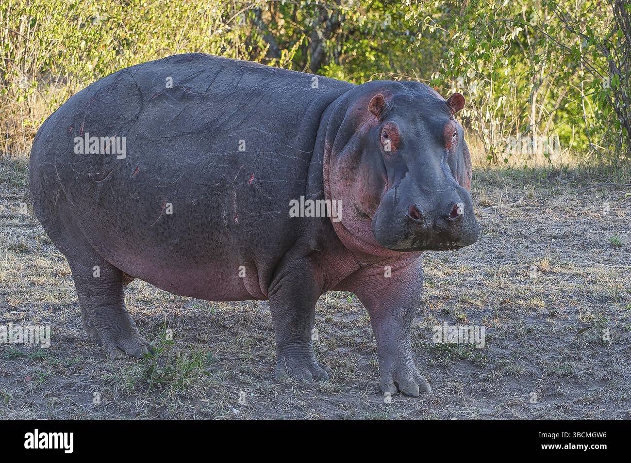 Africa, african, amphibius, animal, aquatic, big, body, brown, close ...