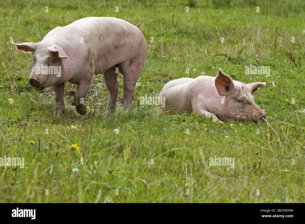 pigs in the meadow Stock Photo - Alamy