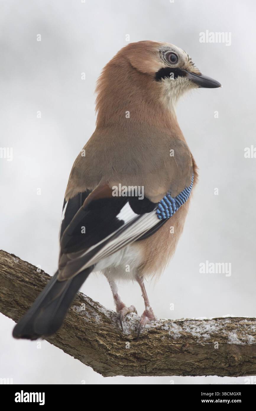 jaybird - jay Stock Photo - Alamy