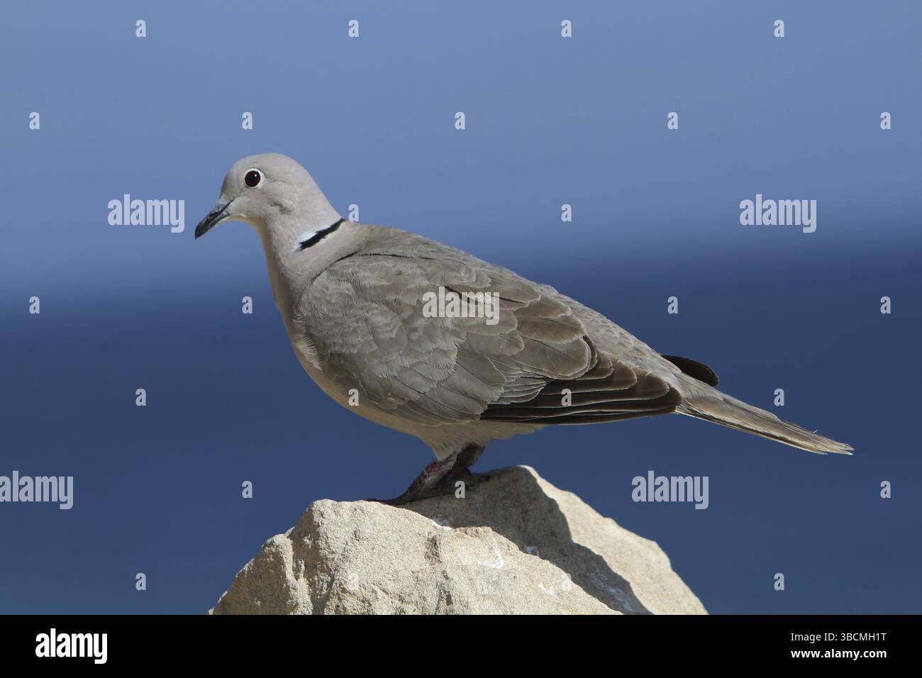 Domestic pigeon on a rock in front of the blue Atlantic Ocean Stock ...