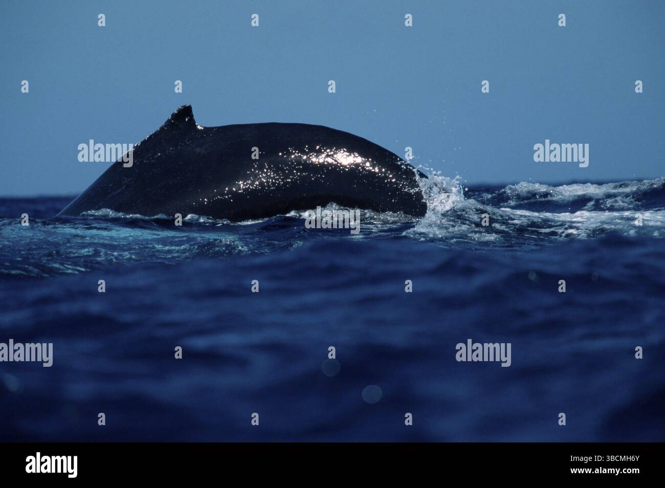 Humpback Whale (Megaptera novaeangliae), Dominican Republic, Buckelwal ...