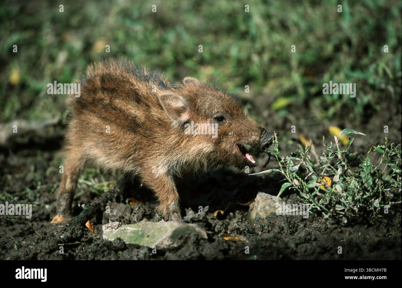 Wild Boar, piglet, wild boar (Sus scrofa), young boar (Europe) (europe ...