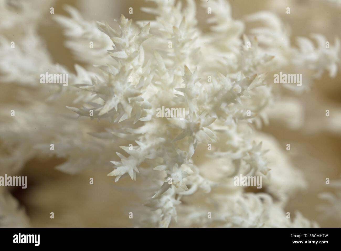 Coral Tooth Fungus (Hericium coralloides Stock Photo - Alamy