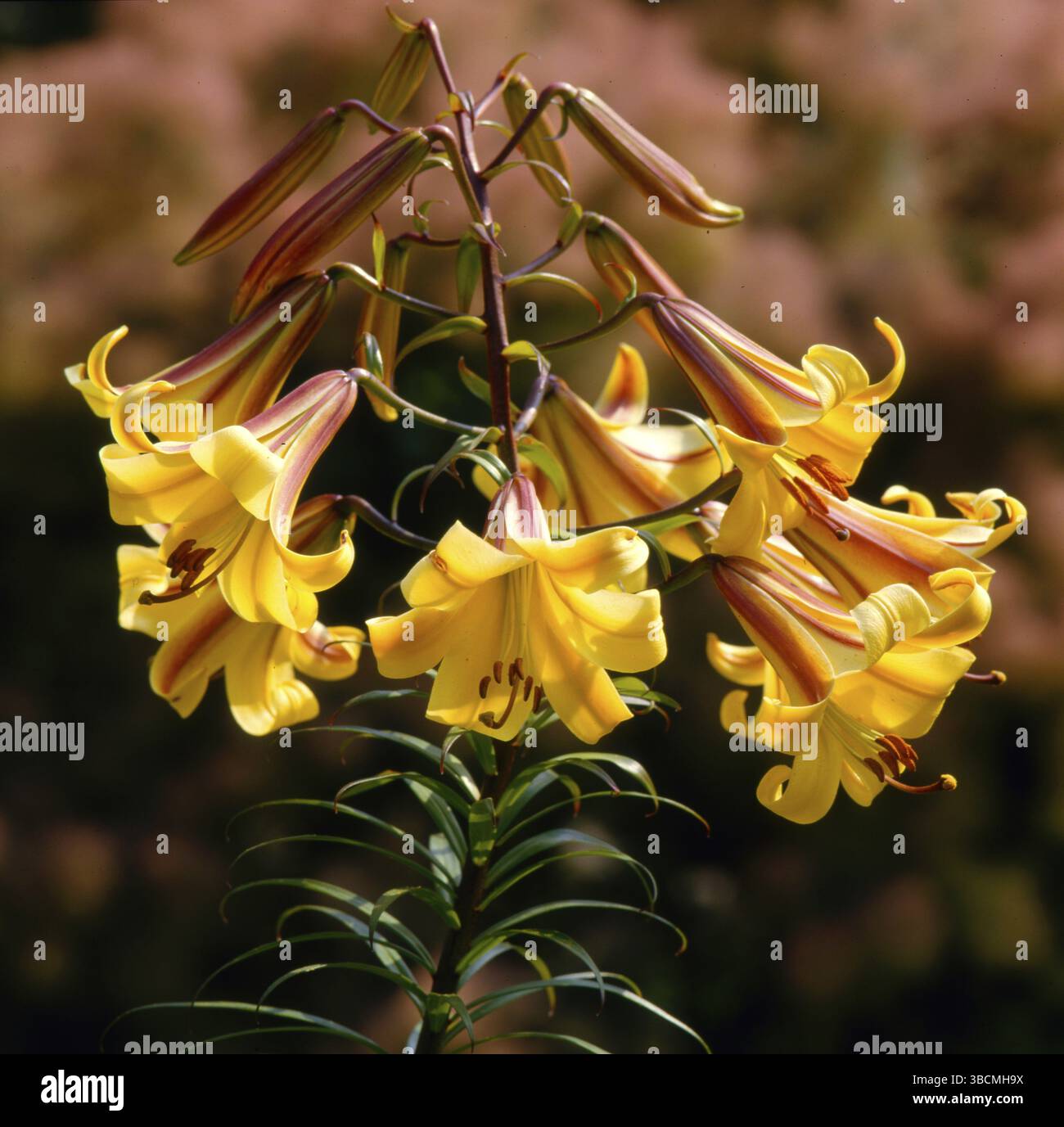 Trumpet lily (Lilium) Golden Claroin Trumpet Hybr Stock Photo - Alamy