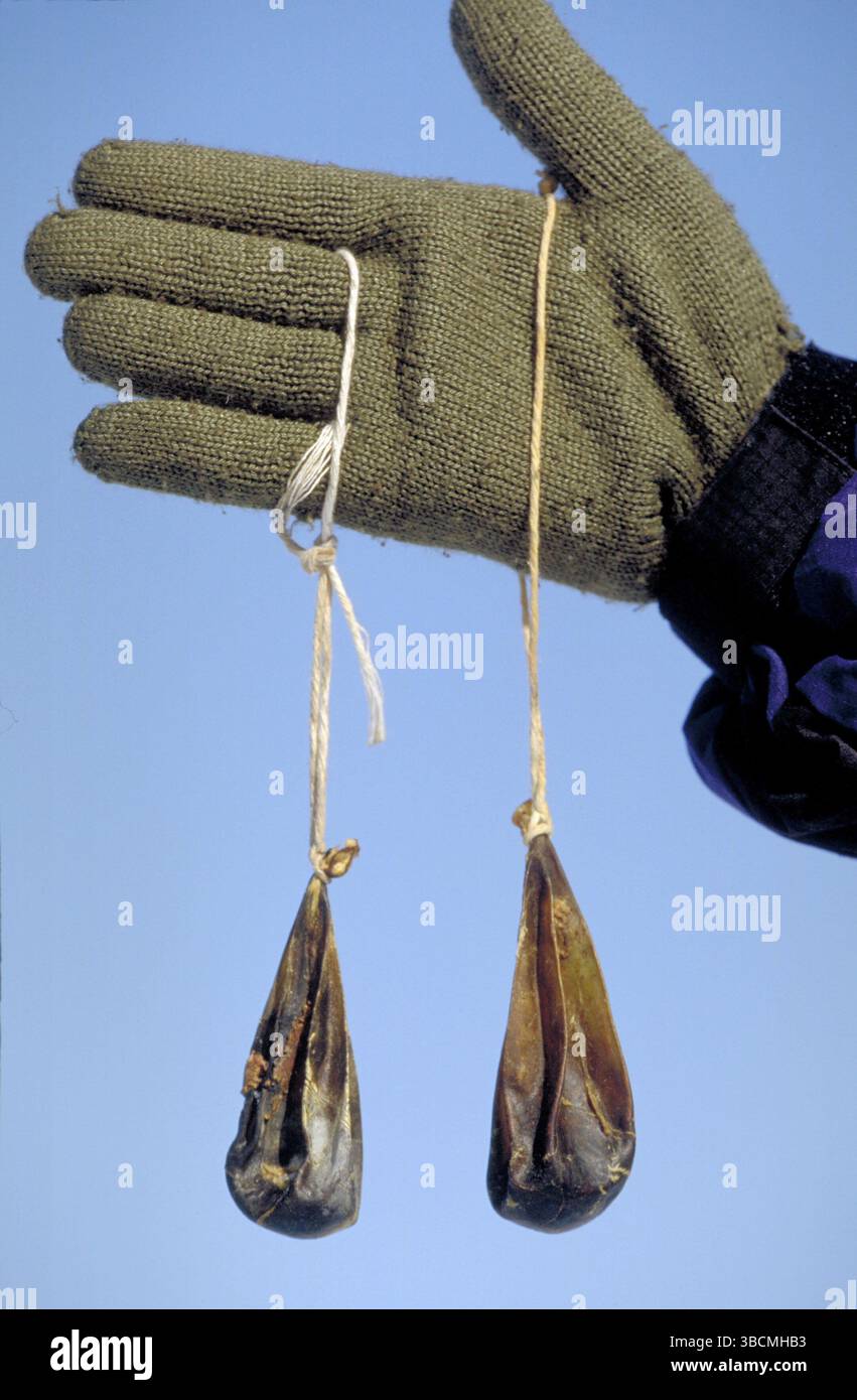 Black Bear gall bladders, Quebec, Canada (Ursus americanus Stock Photo ...