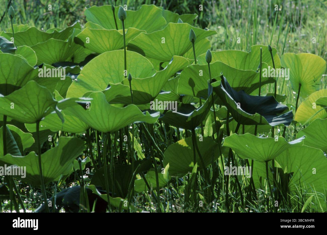 Water chinquapin, Brazos Bend State Park, Texas, American lotus ...