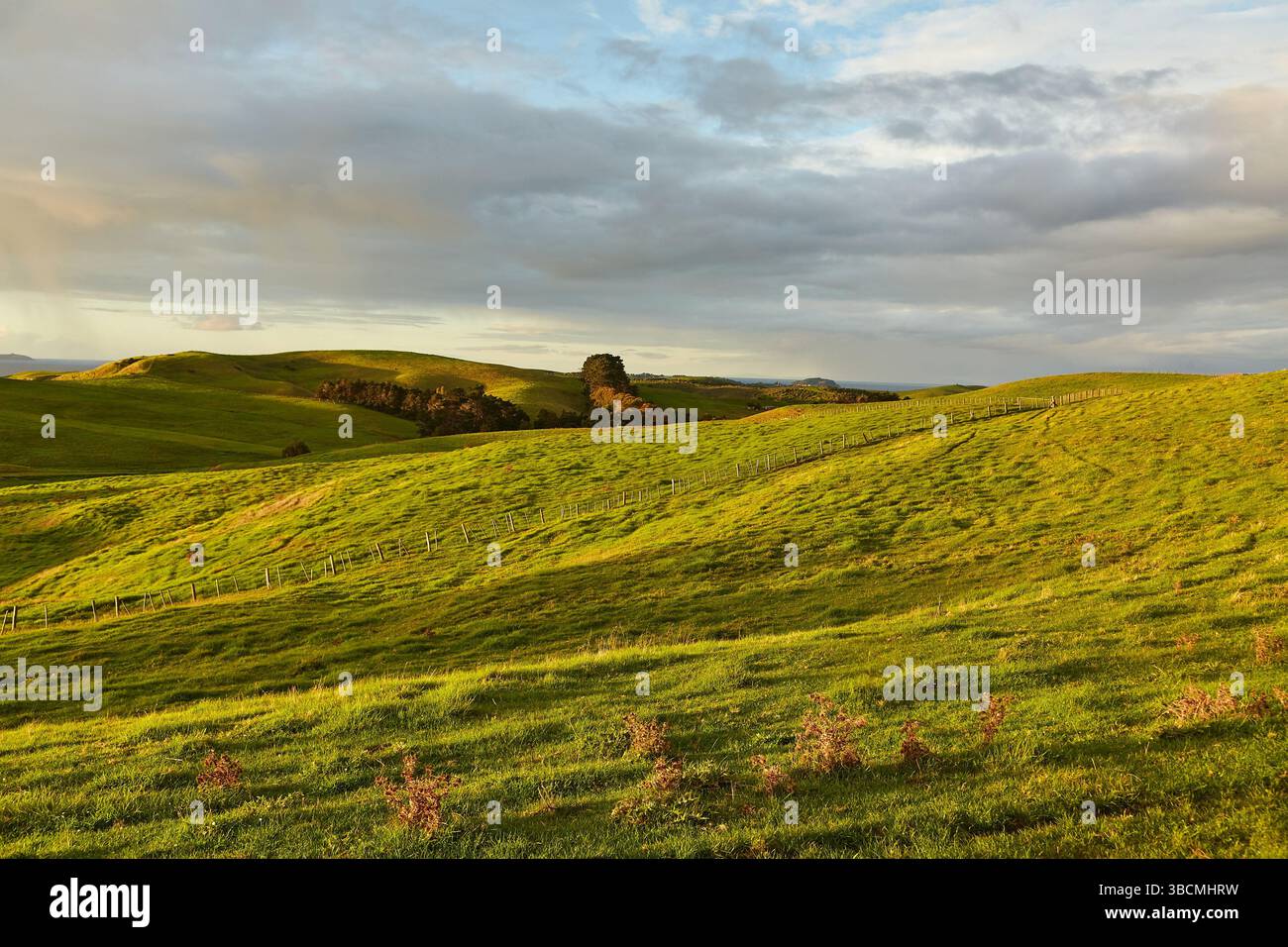 Green fields of New Zealand Stock Photo - Alamy