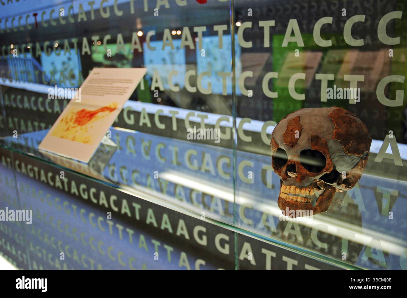 Neanderthal skull, Neanderthal Museum, Mettmann, North Rhine-Westphalia ...