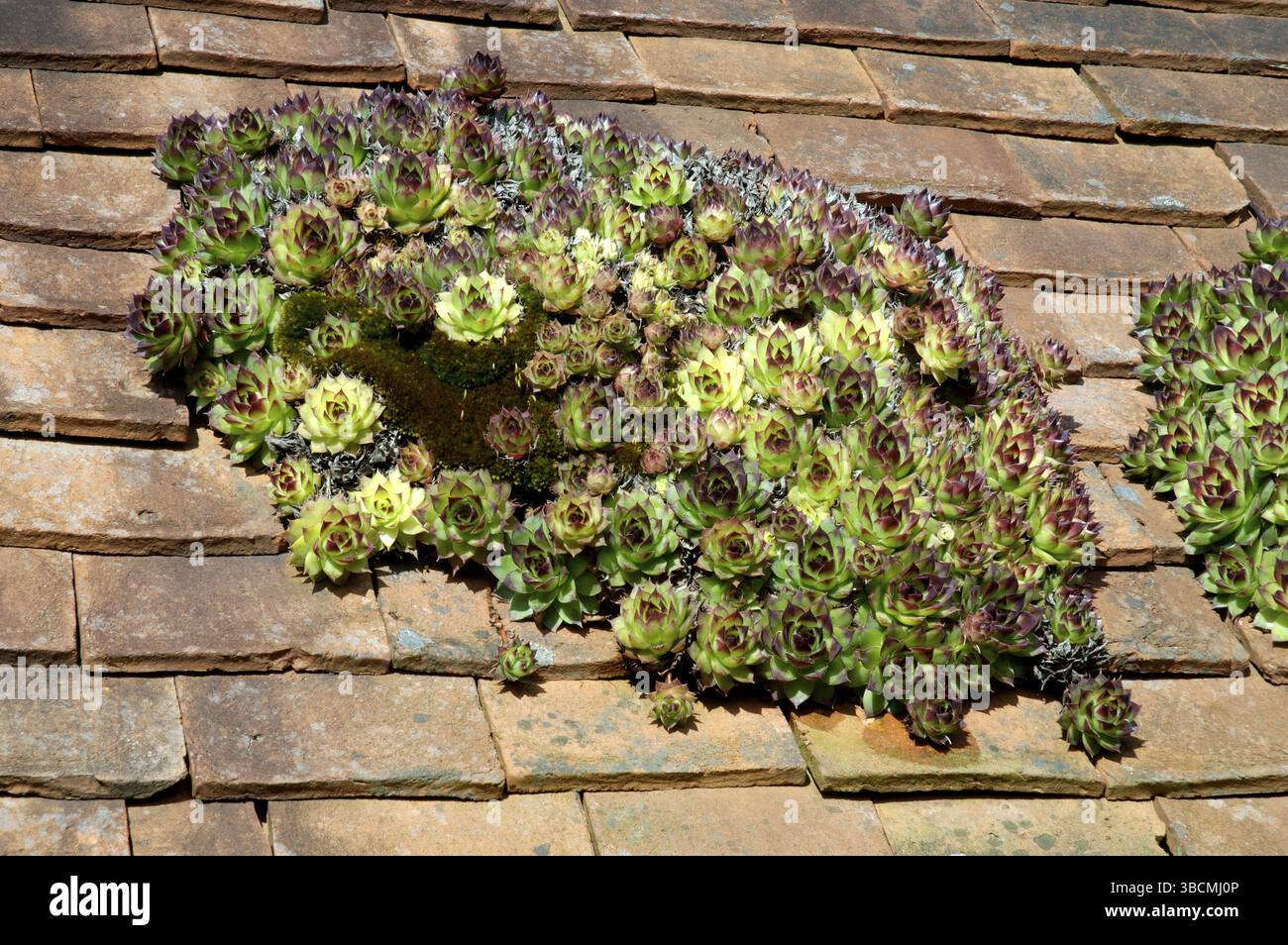 Houseleek (Sempervivum hybride) (Sedum hybride), Houseleek, Thickleaf ...