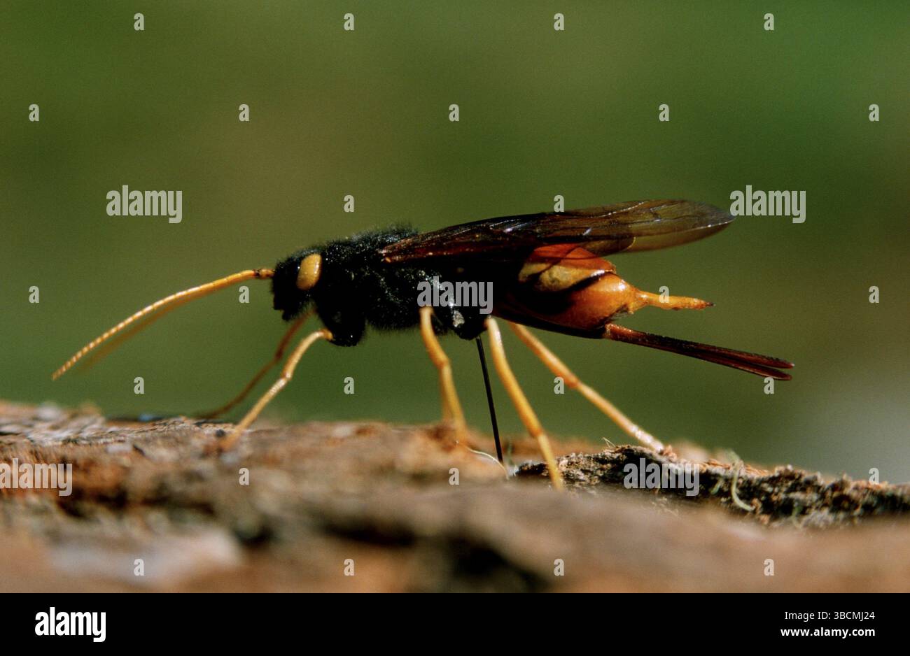Giant Wood Wasp (Urocerus gigas), Riesenholzwespe Stock Photo - Alamy