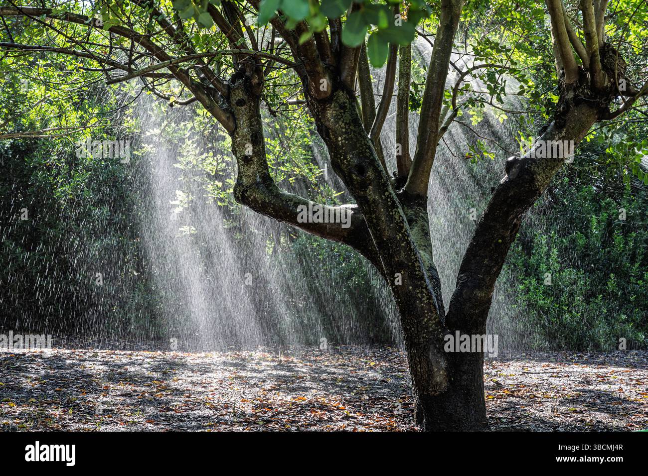 Raindrops cascade from tree hi-res stock photography and images - Alamy
