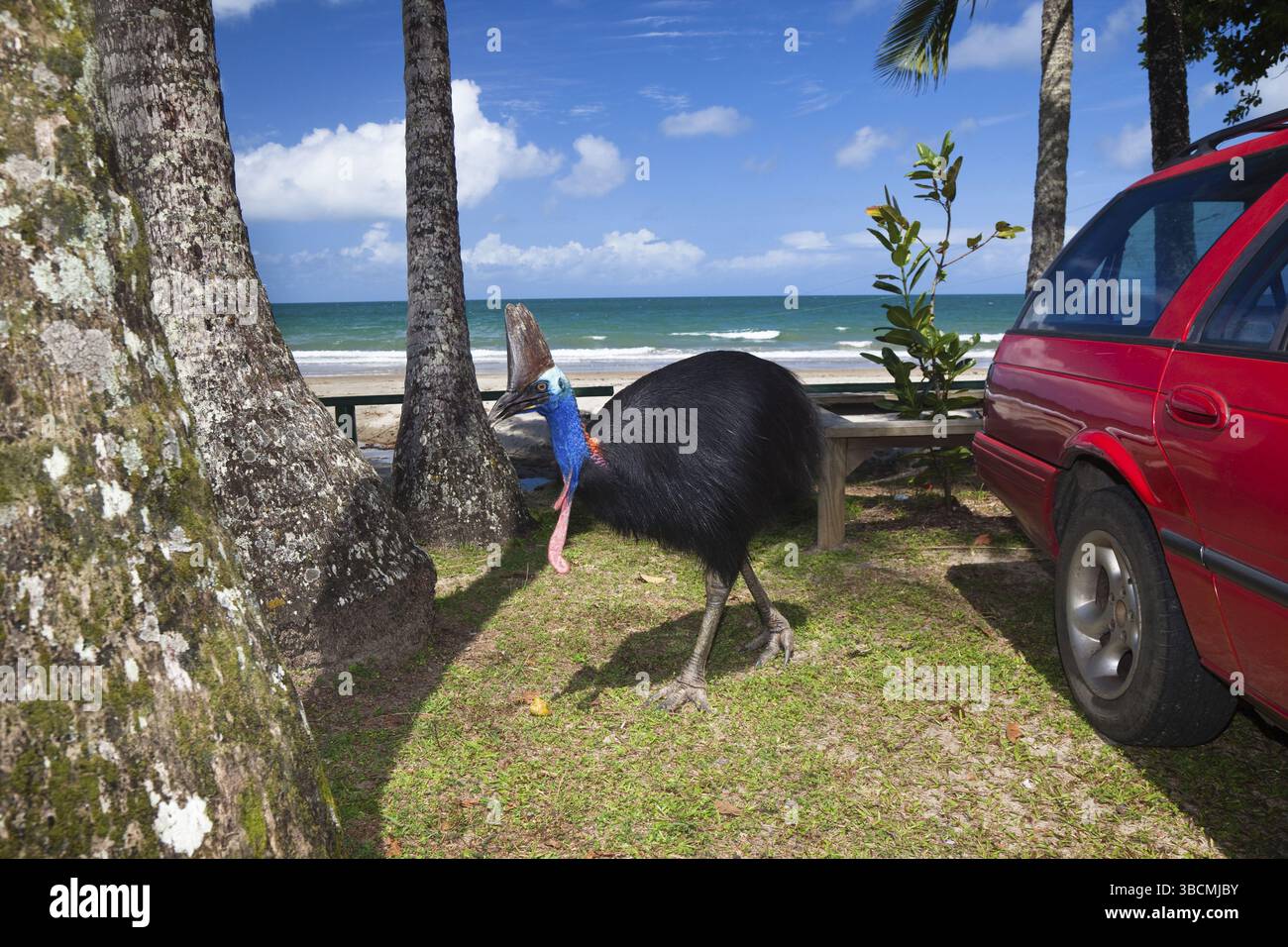 Double-wattled cassowary (Casuarius casuarius), female on beach ...