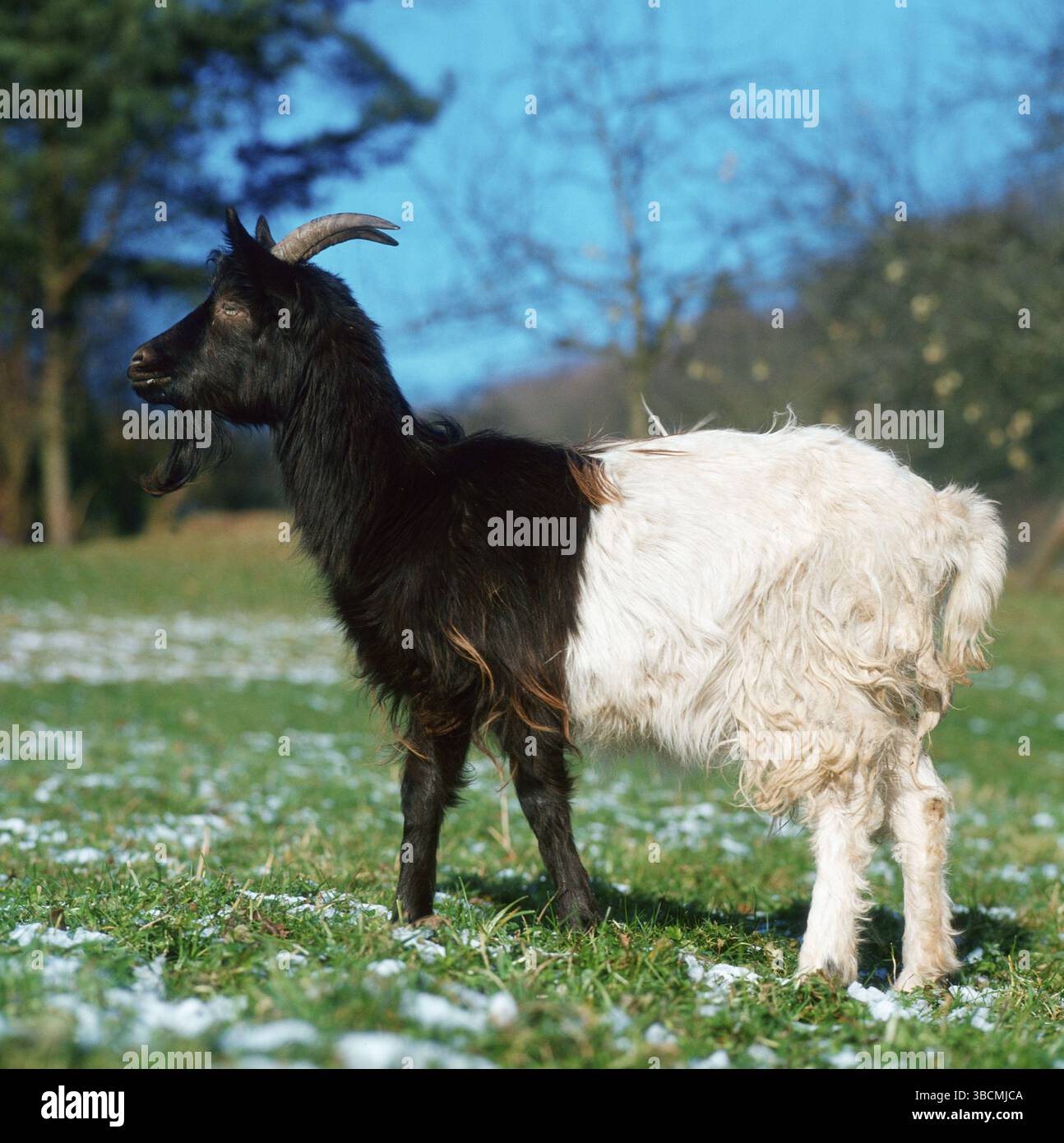 Wallis Goat, Wallis goat, Welsh black neck goat, goat, goats, side ...
