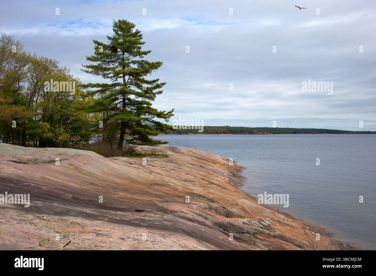 Bent pine tree at Georgian Bay. Killbear Provincial Park, Canada Stock ...