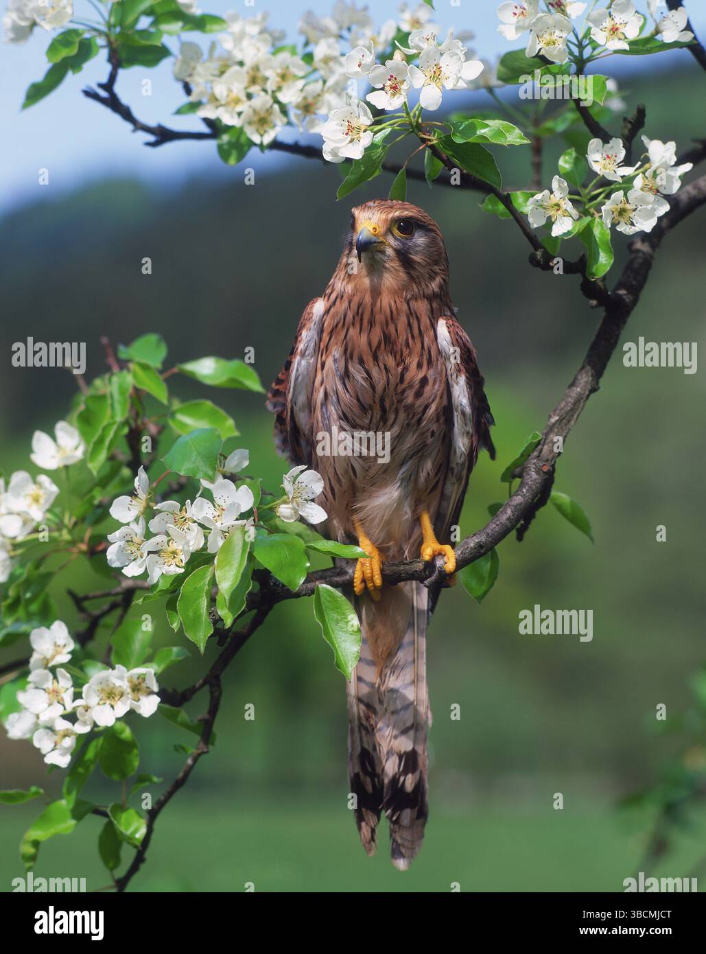 Common Common Common Kestrel, Common Kestrel (Falco tinnunculus ...