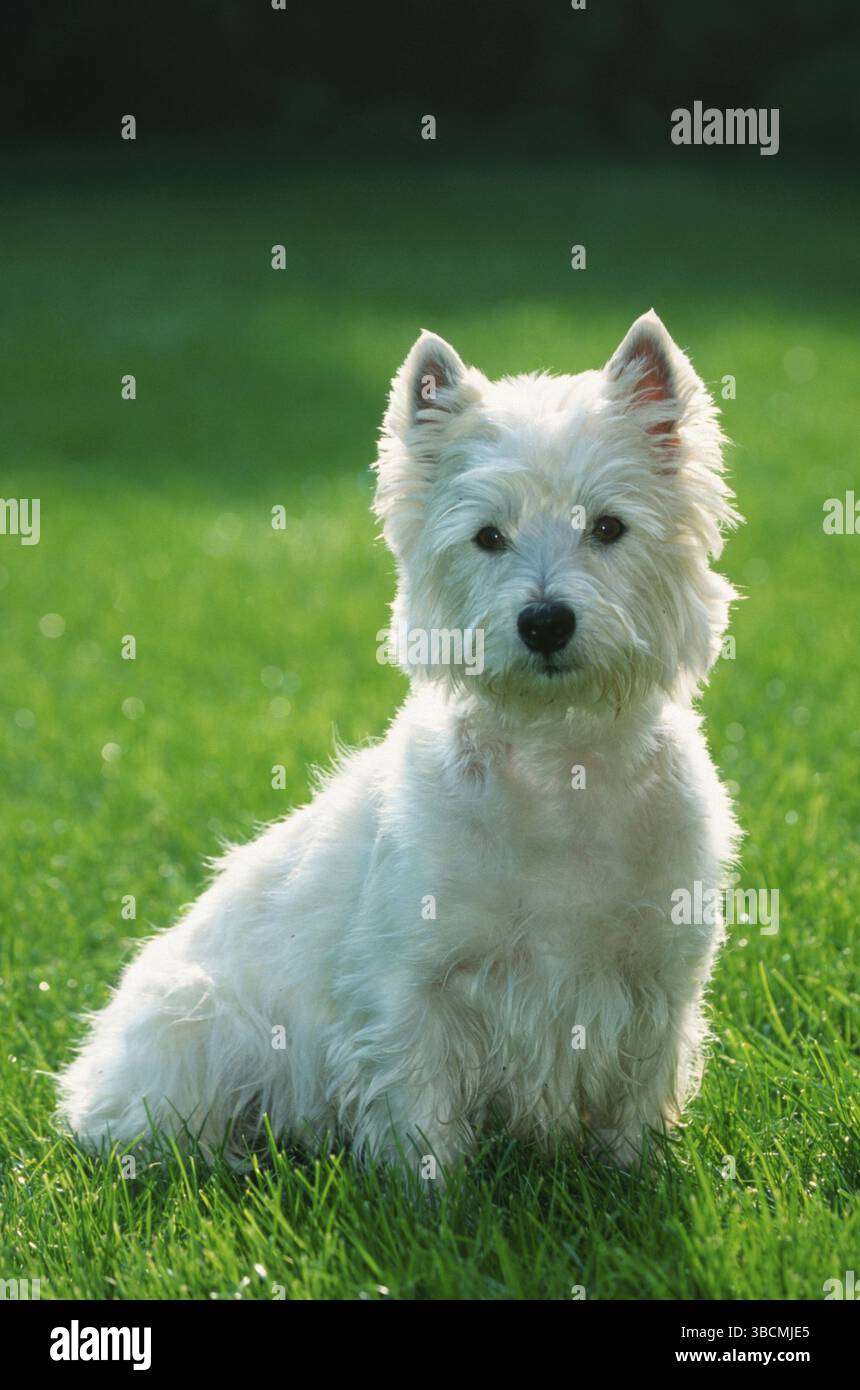 West Highland White Terrier, Westie (mammals) (animals) (domestic dog ...