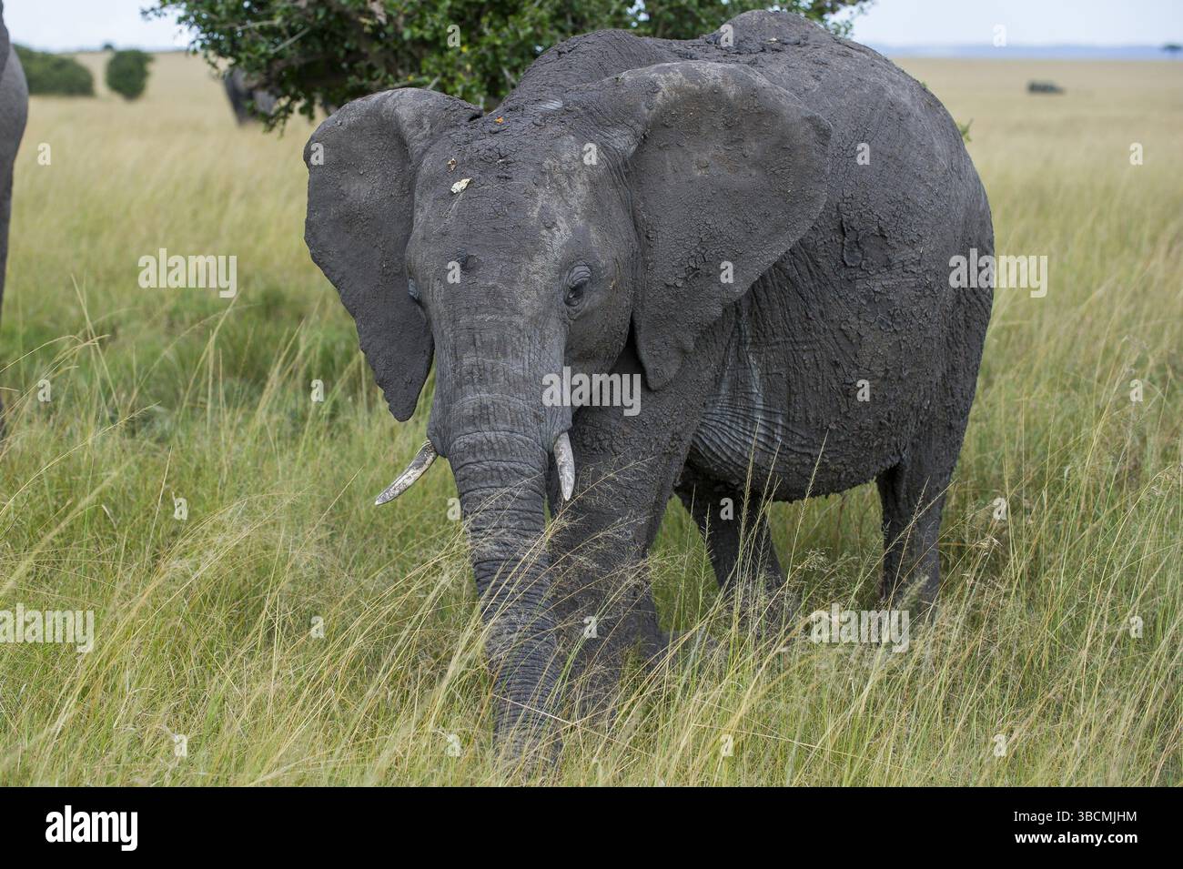 Africa, african, africana, animal, baby, big, bull, bush, dangerous ...