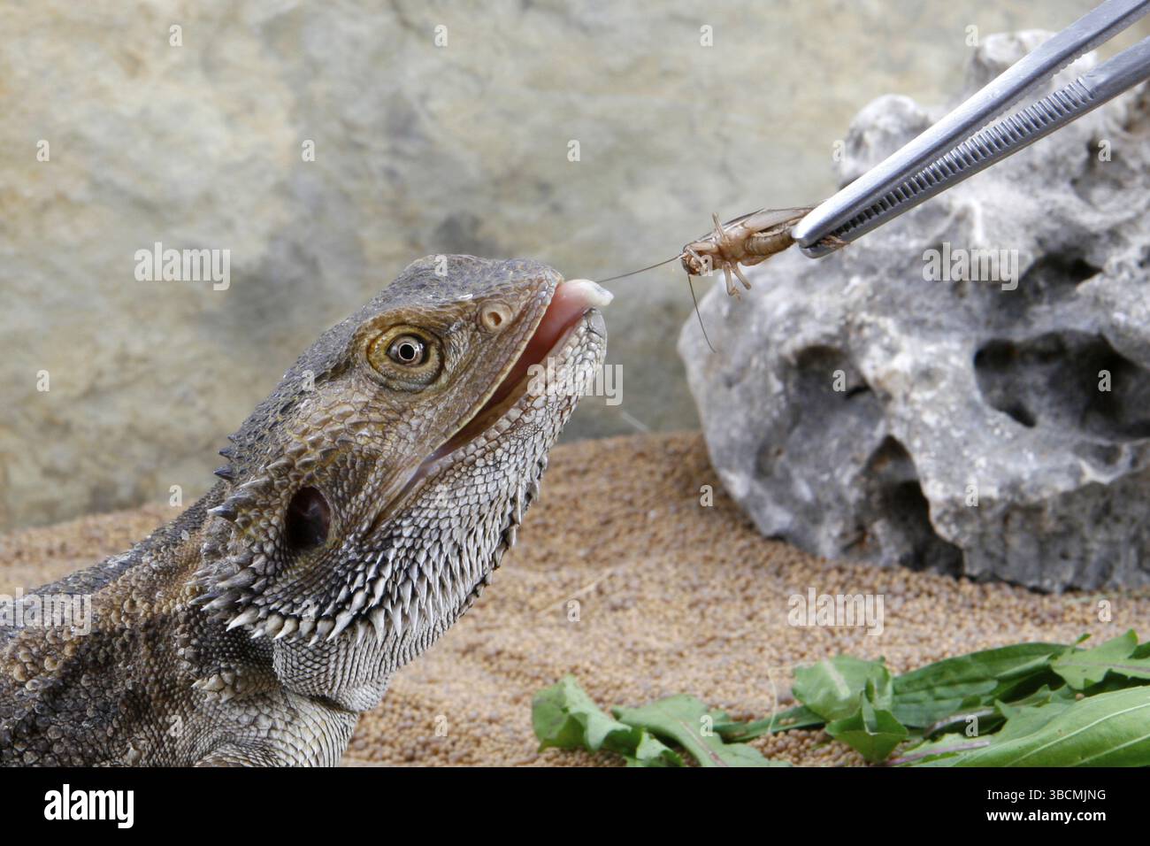 Bearded Dragon getting Cricket from tweezer (Pogona vitticeps), agamids ...