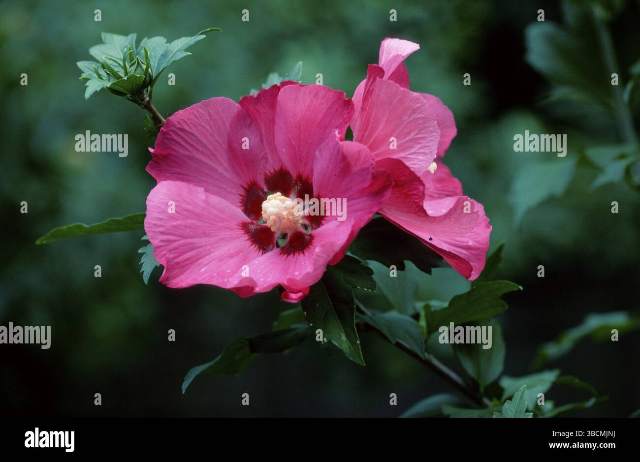 Rose-of-Sharon (Hibiscus syriacus Stock Photo - Alamy