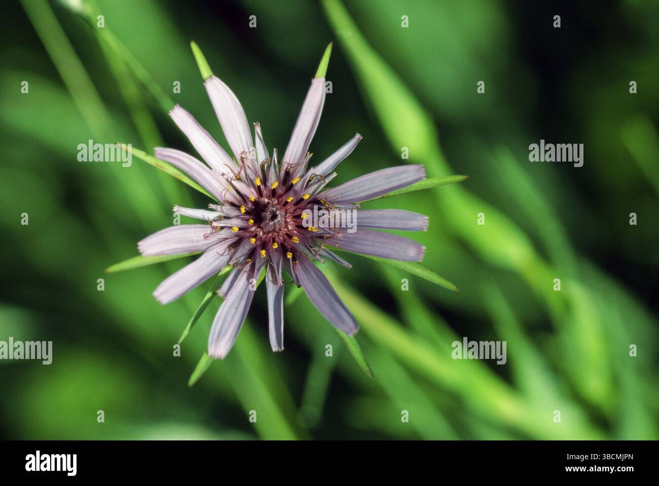 Oatroot, Monti Sibillini National Park, Red Goatsbeard, Leek-leaved ...