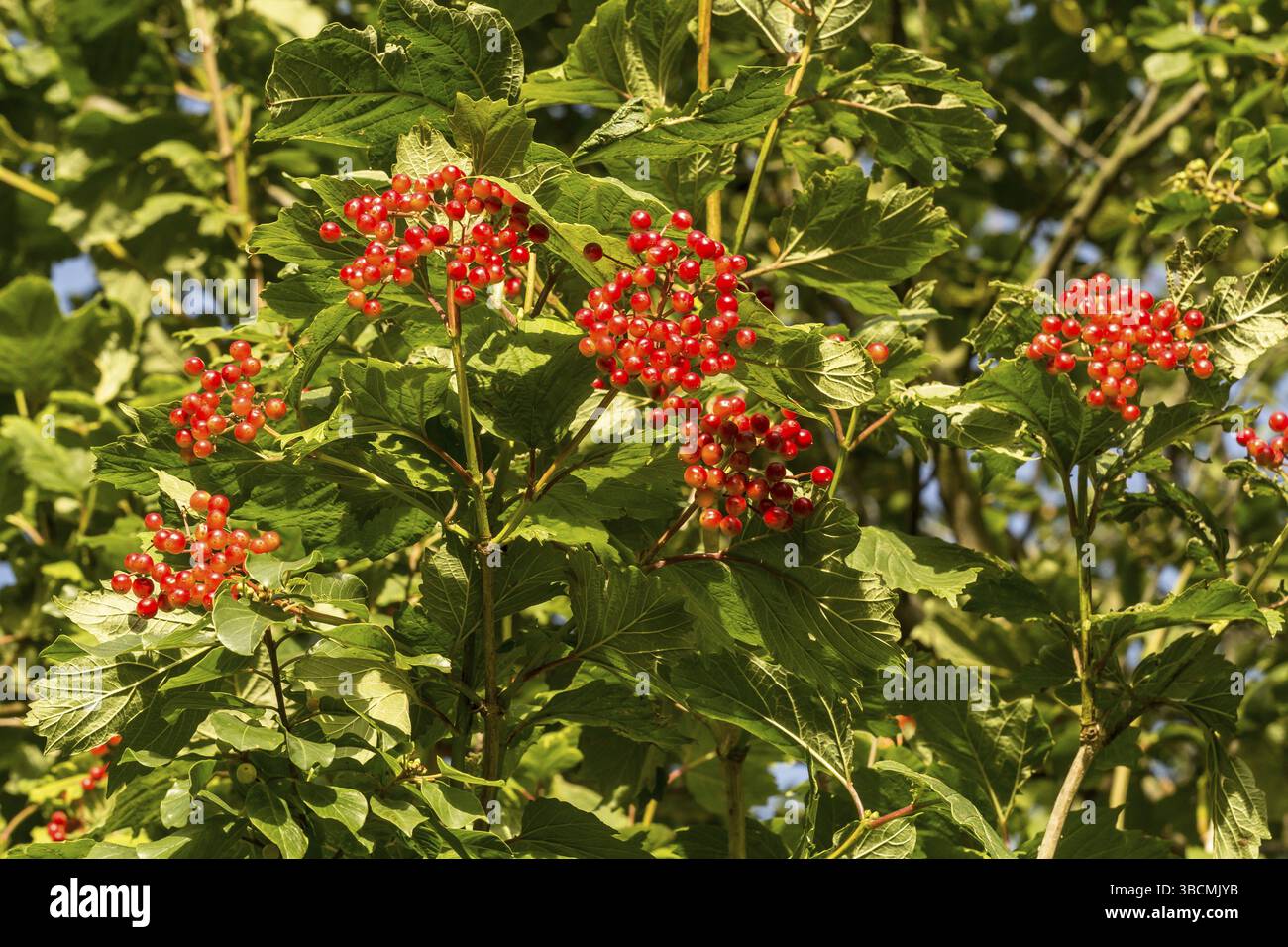 Common (Viburnum opulus) snowball, Lower Saxony, Southern Leine ...