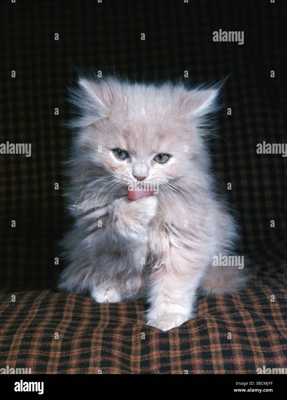 Persian cat, kitten, cream Stock Photo - Alamy