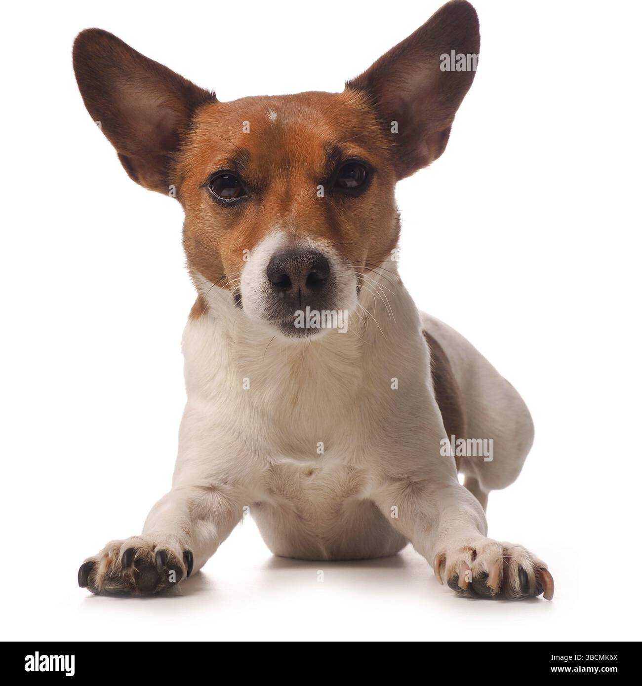 Russell page Cut Out Stock Images & Pictures - Alamy