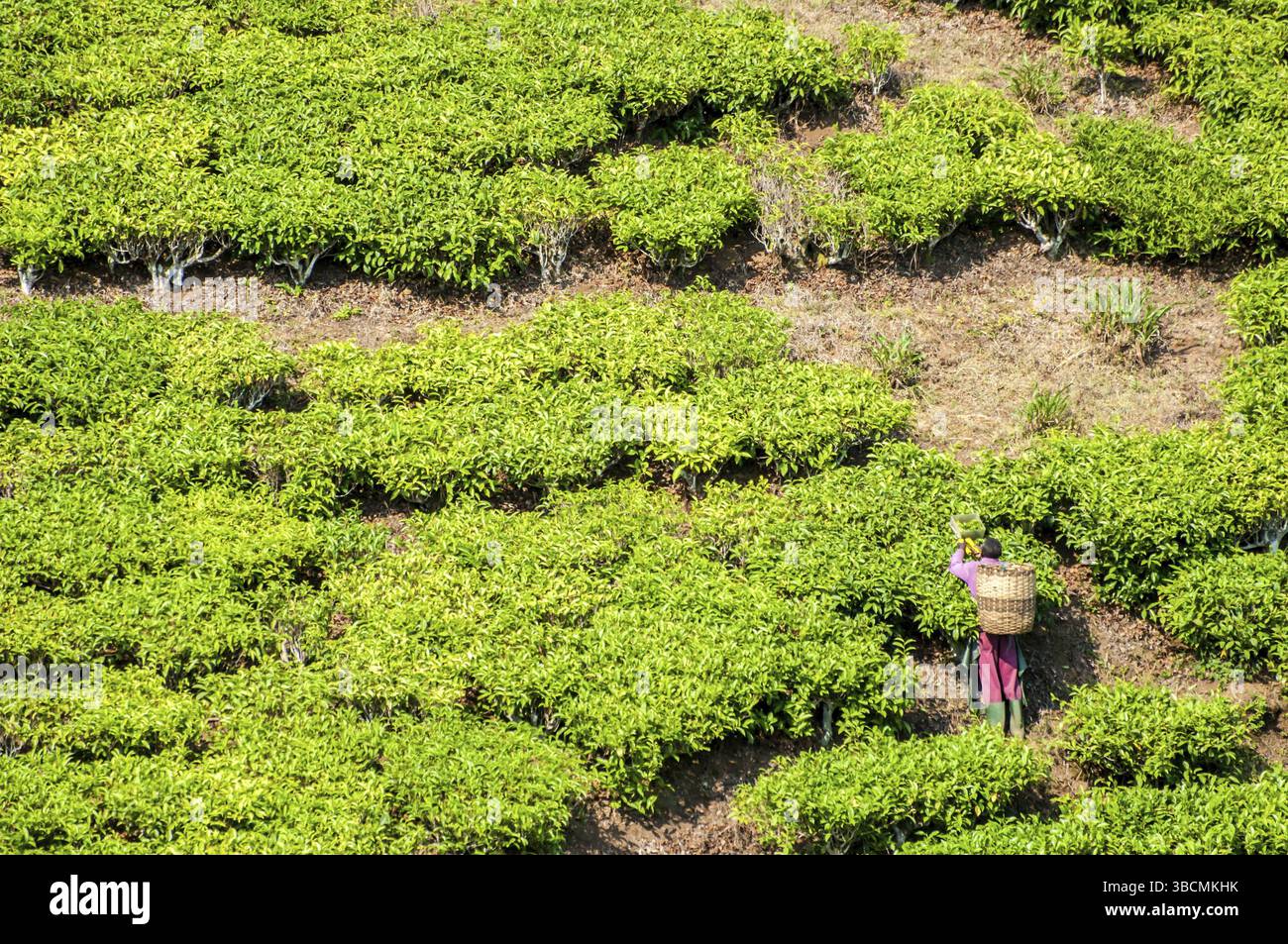 A worker with a basket on his back cuts tea in a tea plantation of ...