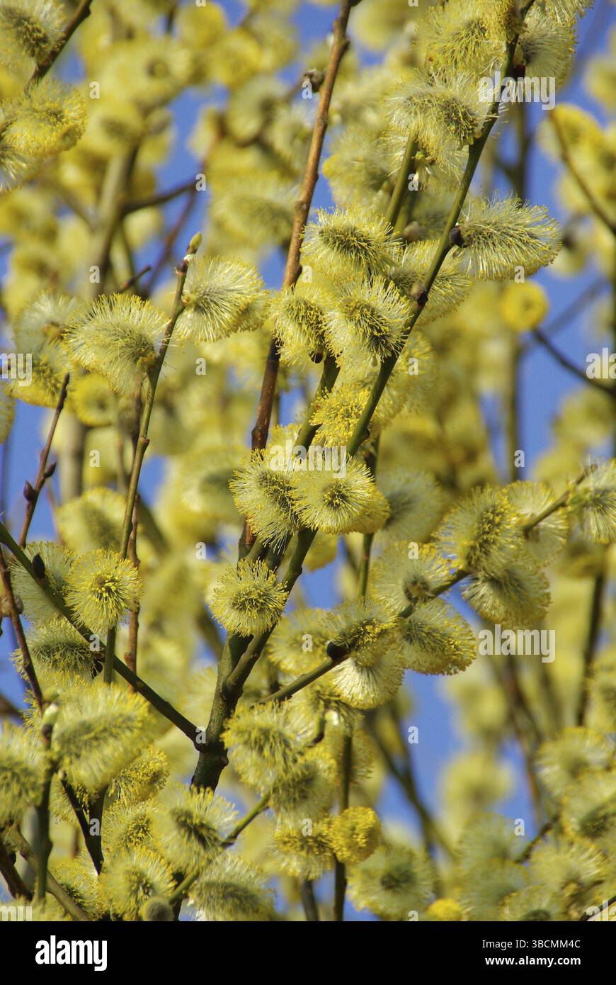 Willow catkin, catkin Stock Photo - Alamy