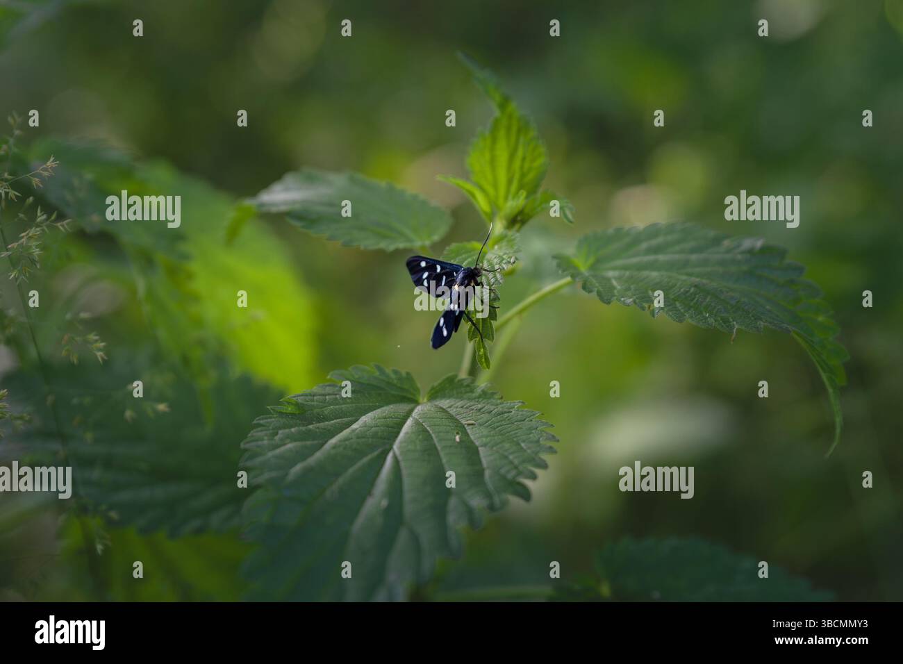 Close-focus view of nine spotted moth (Amata phegea) resting on vivid ...