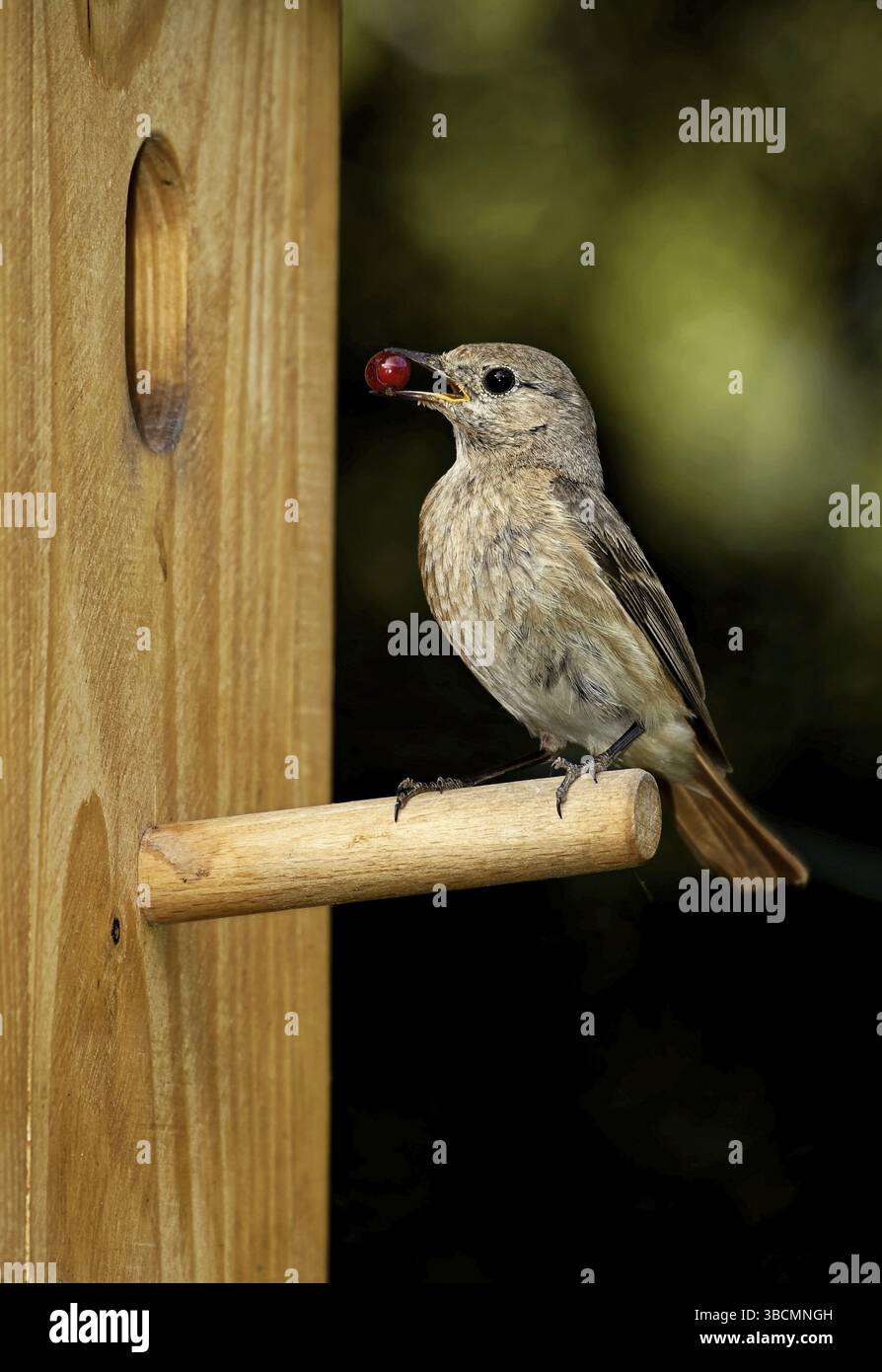 Redstart at the nest box Stock Photo - Alamy