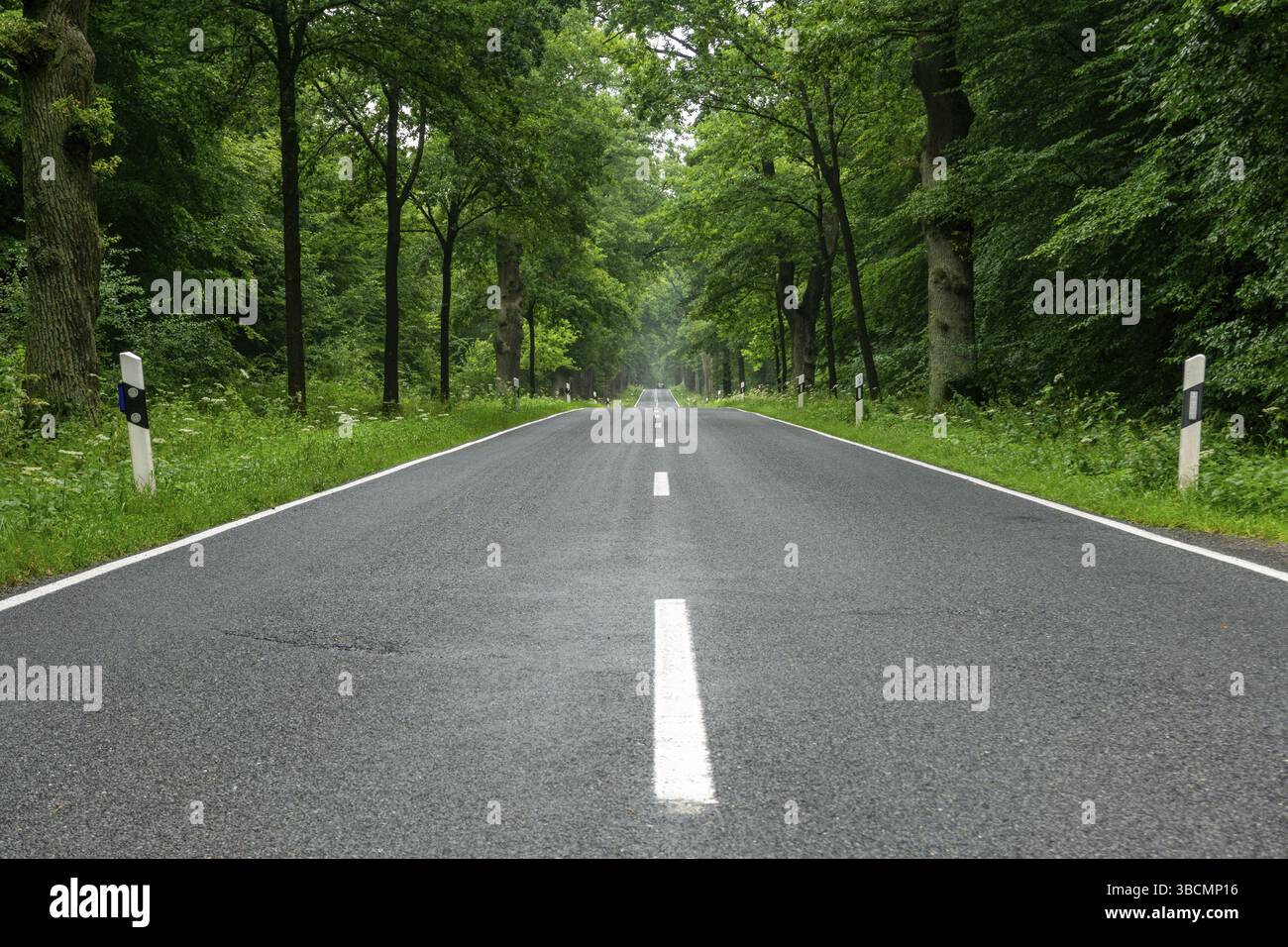 An empty blacktop two-lane road in deep lush green forest with copy ...