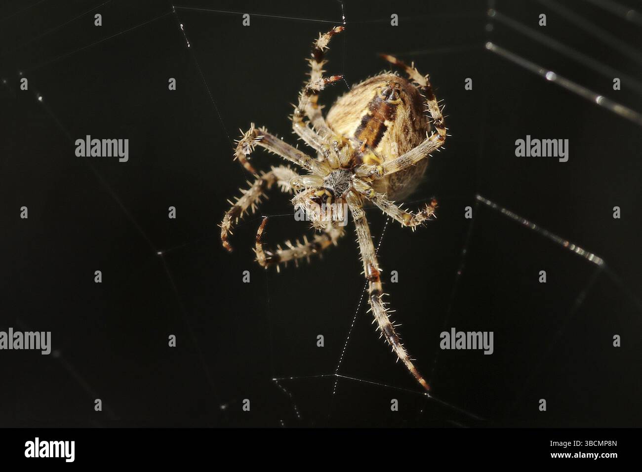 Spider building a web Stock Photo - Alamy