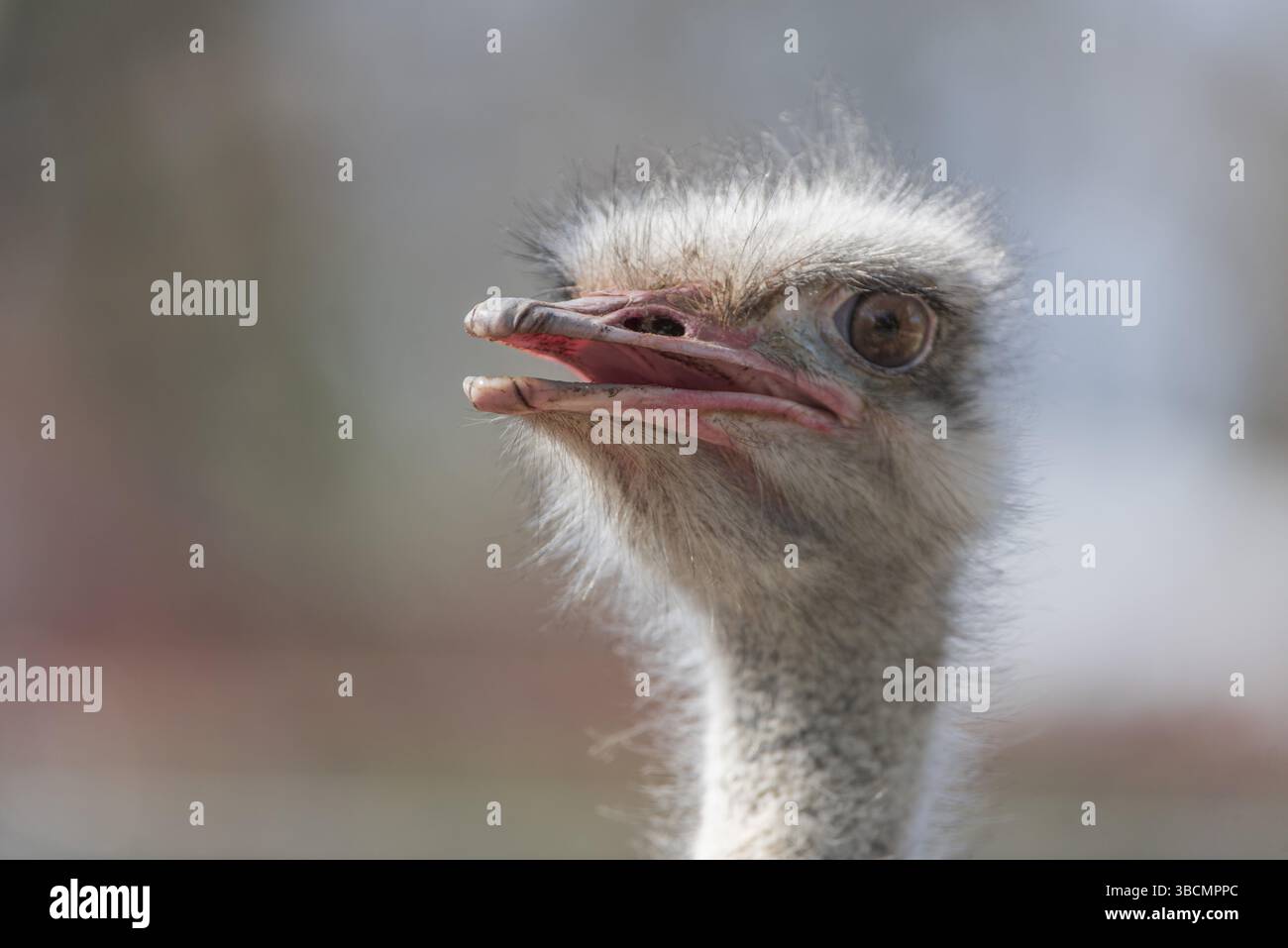 Africa, african, afrikanischer strauss, animal, avian, bar, beak, big ...