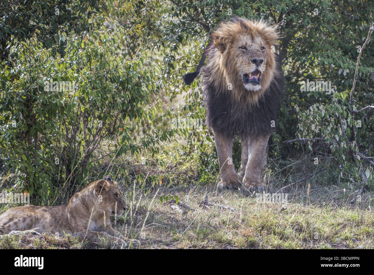 Adult, africa, african, animal, background, big, carnivore, cat ...