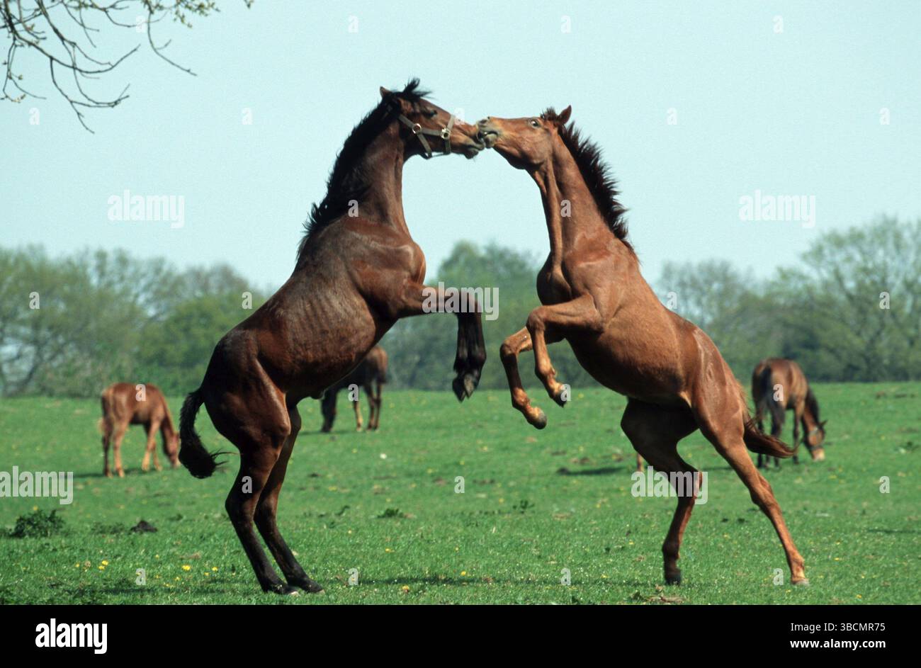Horses, Stallions, Fighting Stock Photo - Alamy