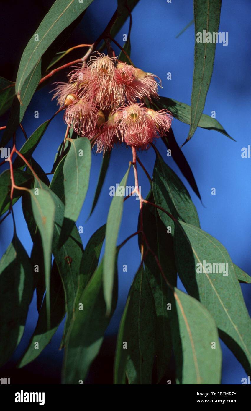 Gum Tree blossom (Eucalyptus), Eukalyptusbaum, Blueten, Australien ...