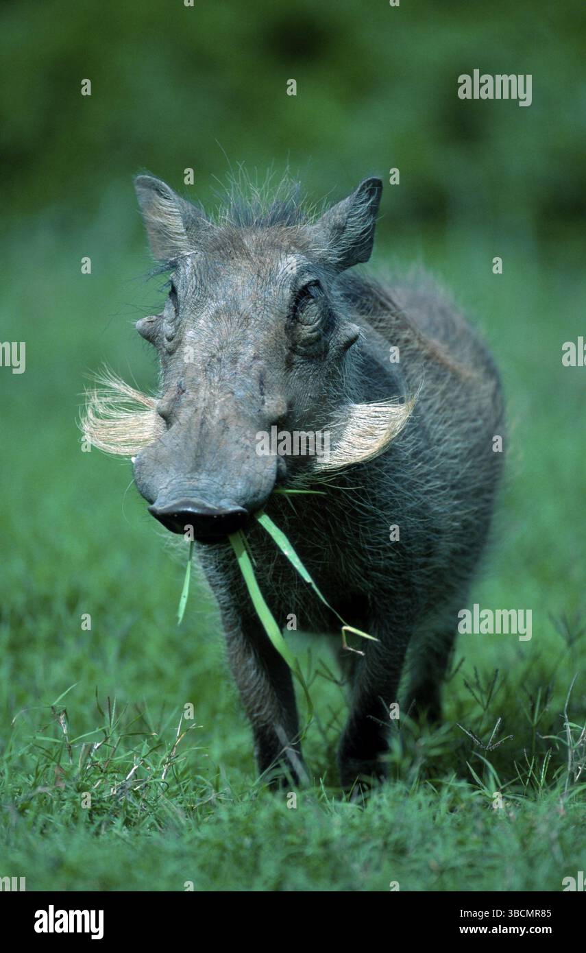 Wart Hog, male, South Desert warthog (Phacochoerus aethiopicus ...