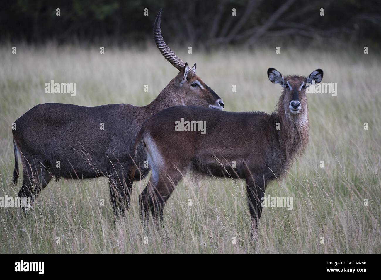 Limpopo river mozambique animal hi-res stock photography and images - Alamy