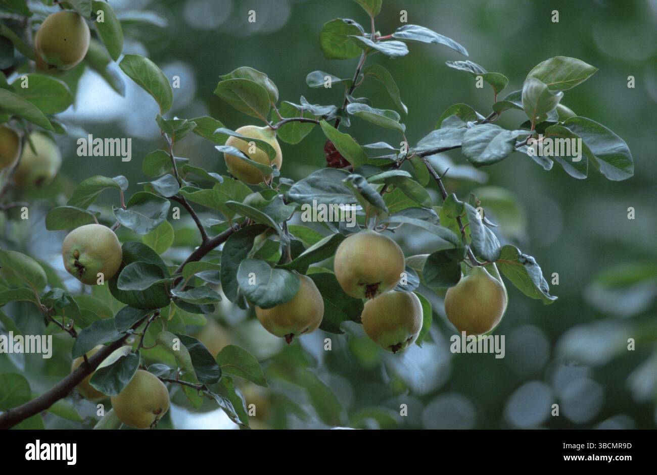 Quinces (Cydonia oblonga), fruits on tree, quince fruits on tree ...