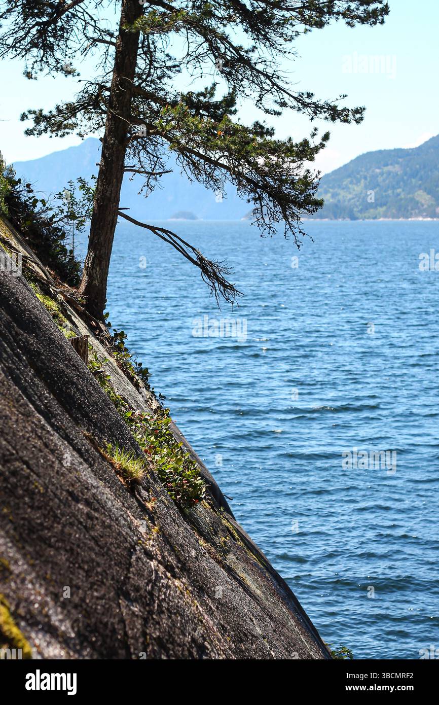 Spruce Tree Growing On An Oceanside Bluff Stock Photo - Alamy