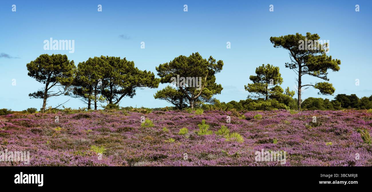landscape of lilac heath meadows in bloom with dark green trees under a ...