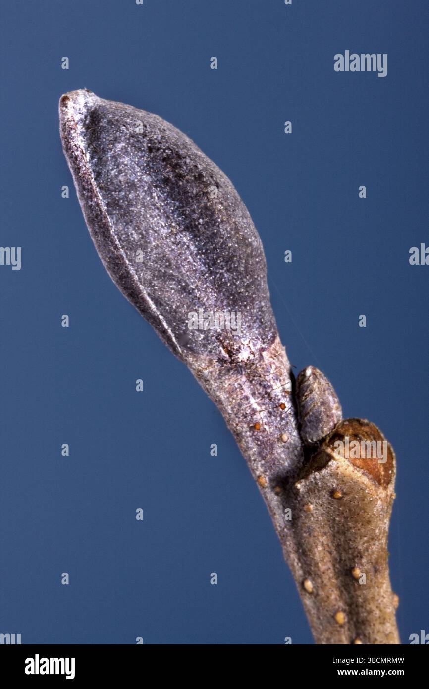 Black alder (Alnus glutinosa), bud, red alder, Belgium, Europe Stock ...
