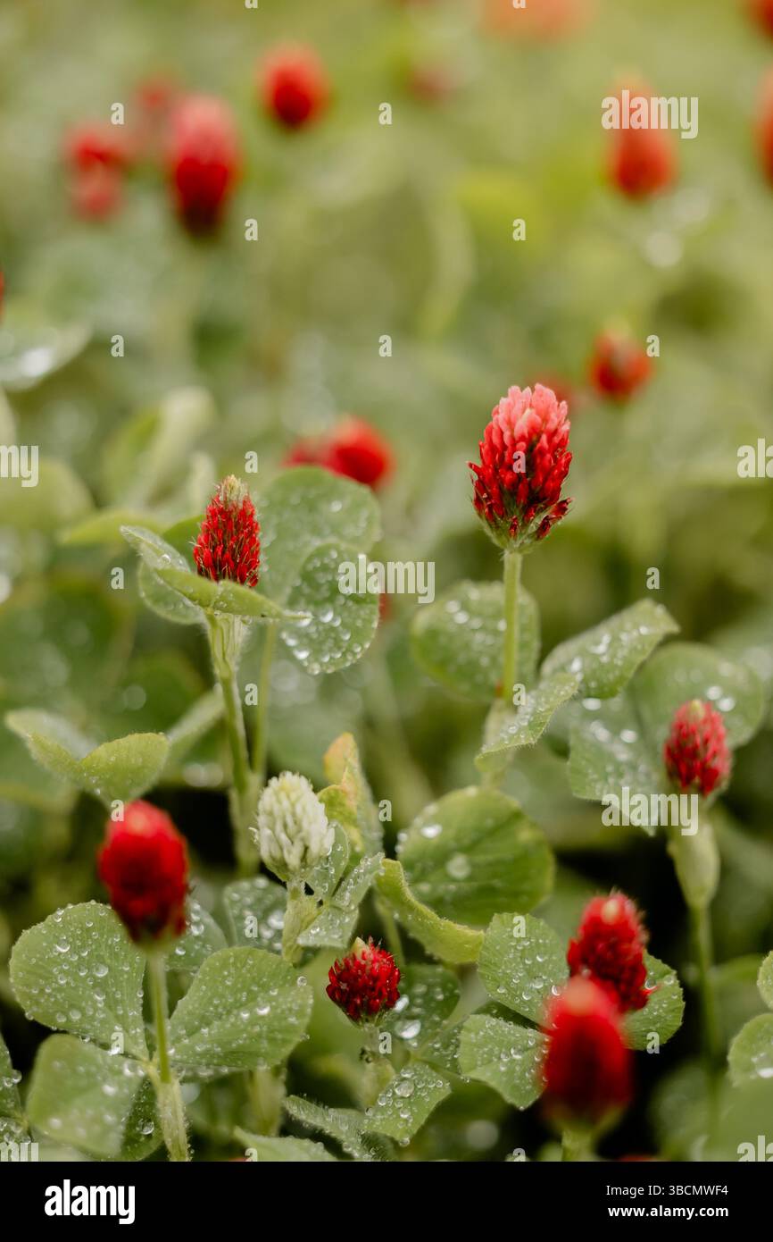 Crimsonclover hi-res stock photography and images - Alamy
