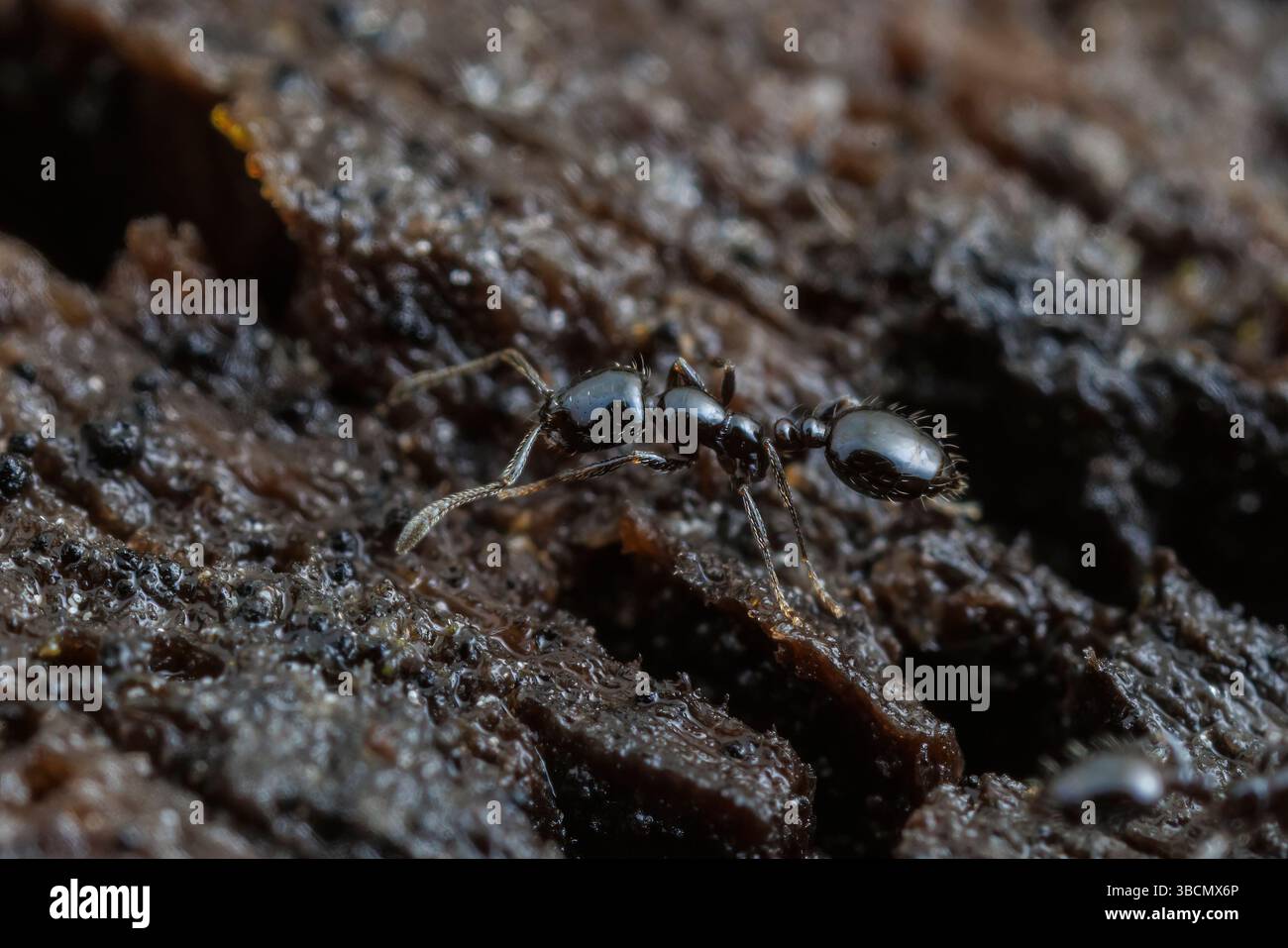 Little Black Ant (Complex Monomorium carbonarium Stock Photo - Alamy