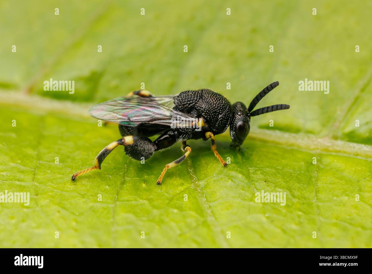 Brachymeria ovata, a member of Chalcidid Wasps (Family Chalcididae ...