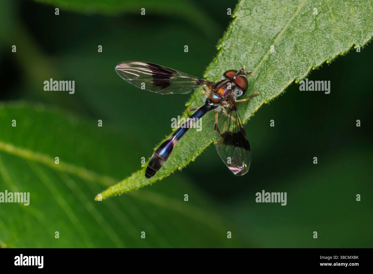Eastern Band-winged Hover Fly Hypocritanus fascipennis Stock Photo - Alamy