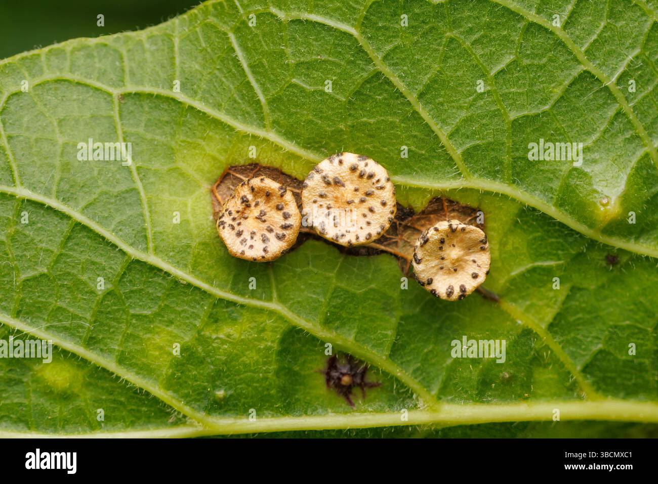 Hackberry Star Gall Psyllid (Pachypsylla celtidisasterisca Stock Photo ...