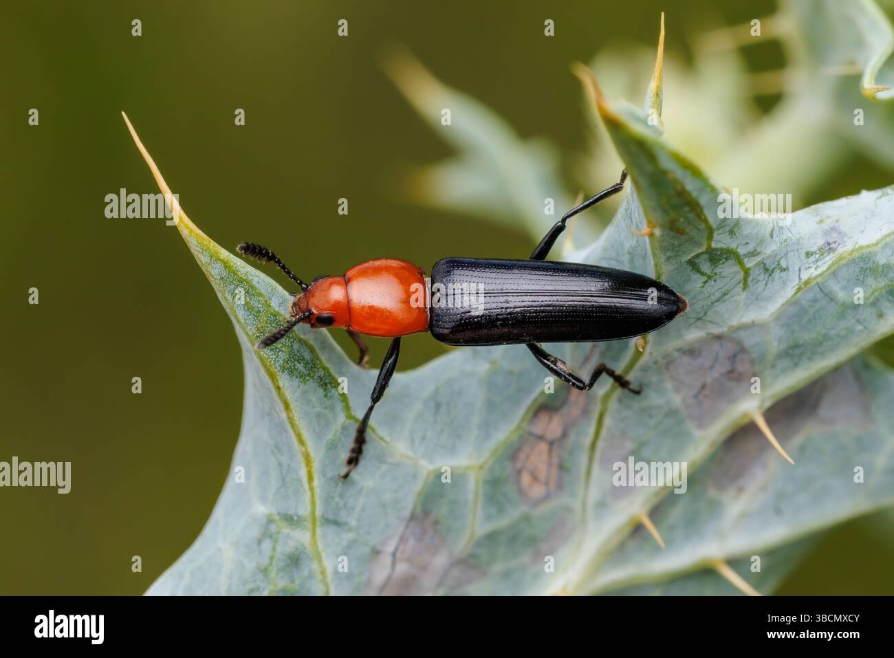 Languria laeta, a member of Lizard Beetles (Tribe Languriini Stock ...